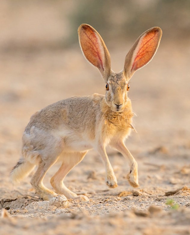 Nature Trail - Nature camps for children in Dubai
