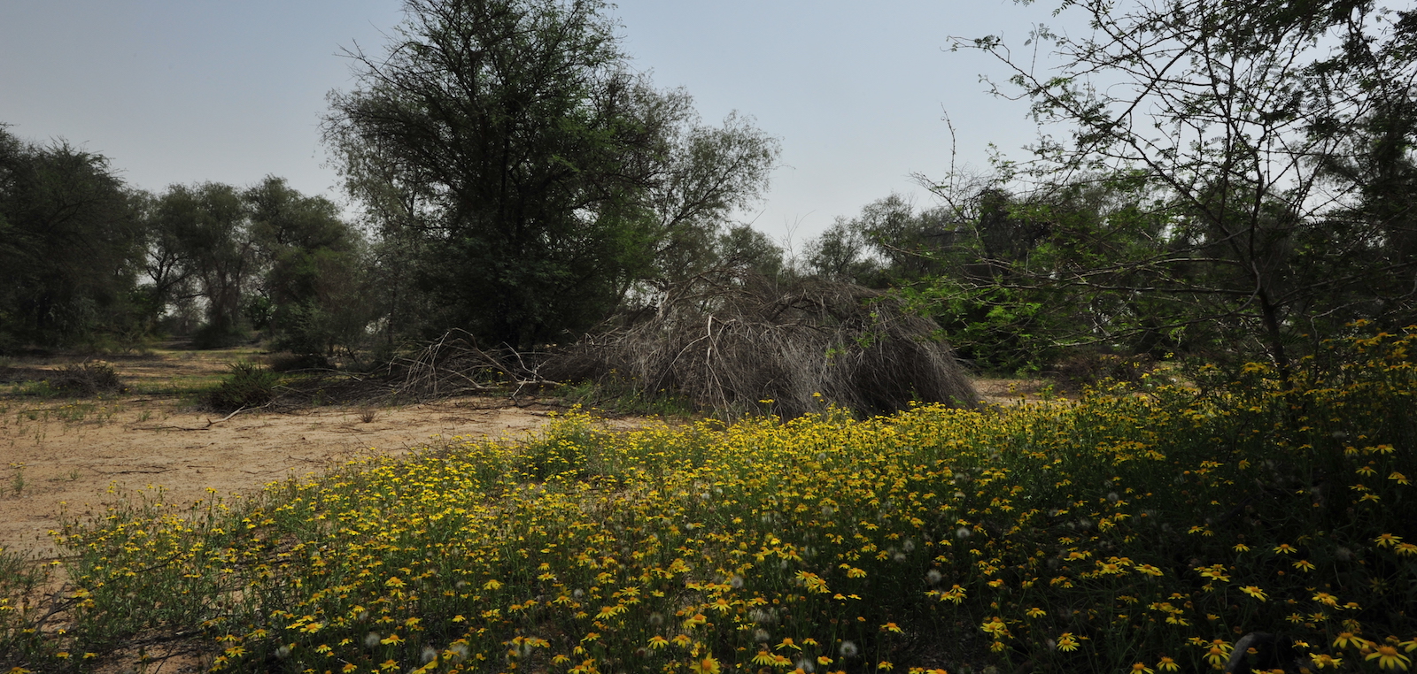 Discover Ghaf Trees in Mushrif Park - Desert Forest in Dubai